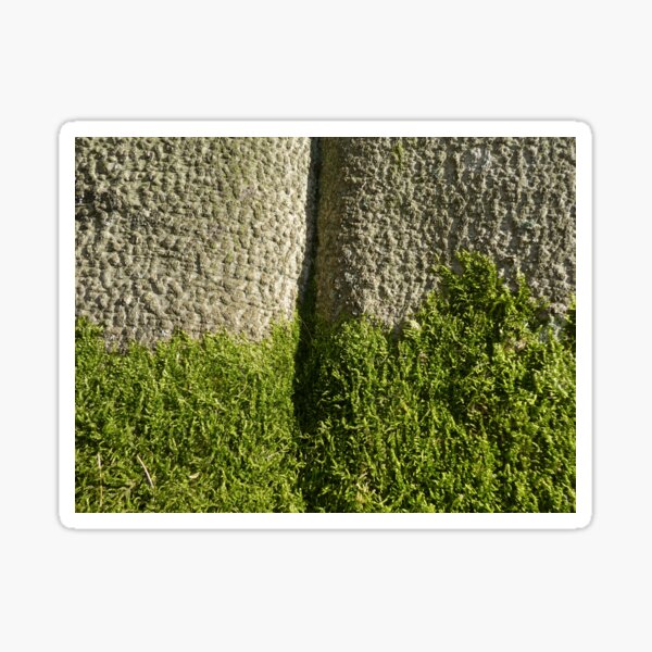 "Tree bark with moss" Sticker for Sale by AdioraStore | Redbubble