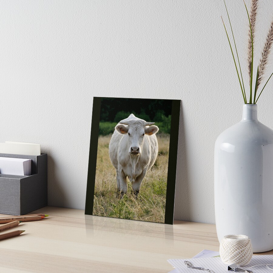"White cow aesthetic" Art Board Print for Sale by DanielRobinss | Redbubble