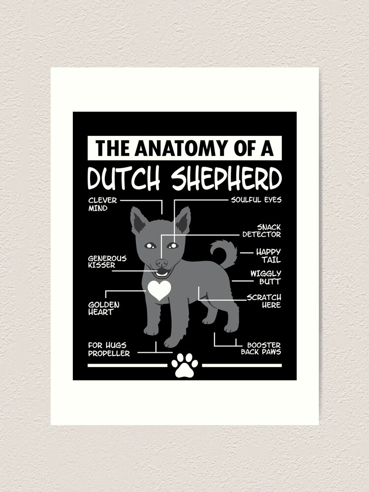 "The Anatomy of A Dutch Shepherd" Art Print for Sale by Oldfox | Redbubble