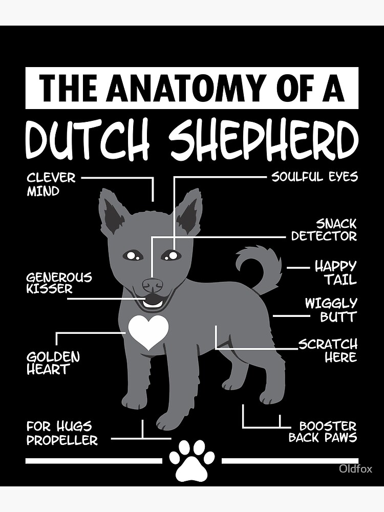 "The Anatomy of A Dutch Shepherd" Poster for Sale by Oldfox | Redbubble