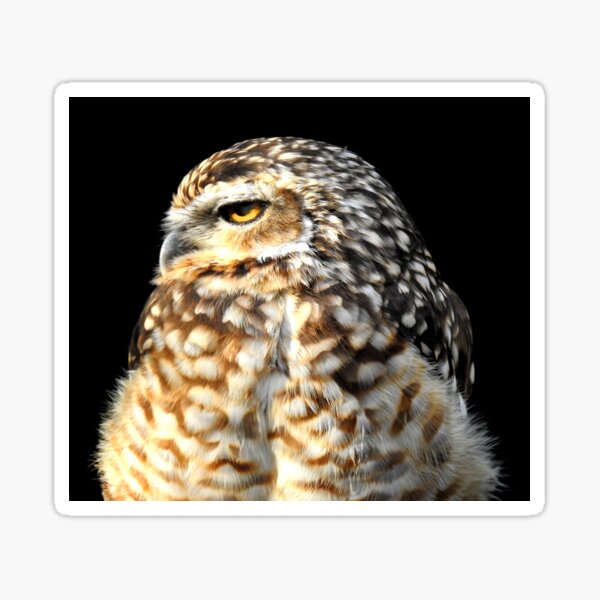 "One Eye Open" Sticker by Barnbk02 | Redbubble