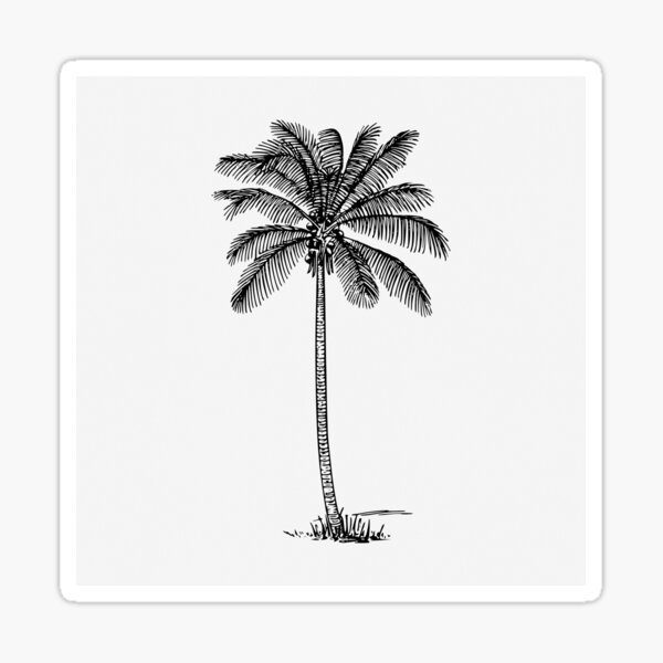 "Coconut palm tree drawing" Sticker for Sale by hakima0 | Redbubble
