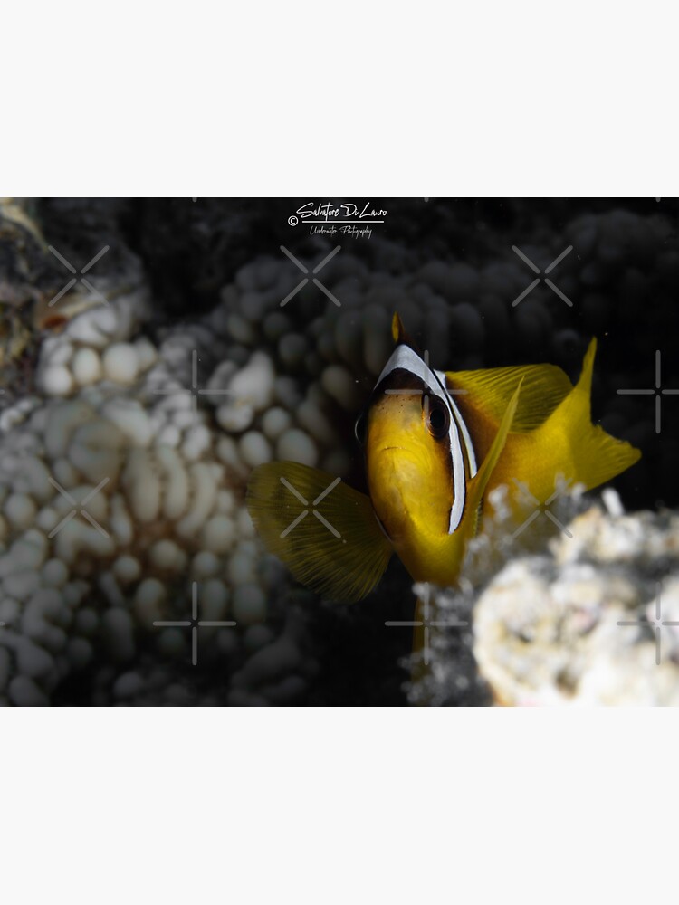 "Nemo clown fish from the Red Sea" Sticker for Sale by SalvaDiLauroUWP ...