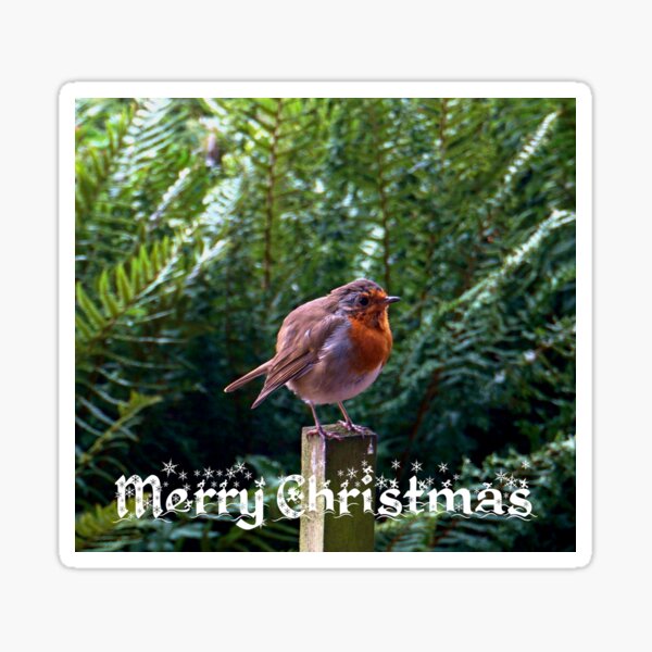"Robin - Merry Christmas" Sticker for Sale by Blaze2o14 | Redbubble