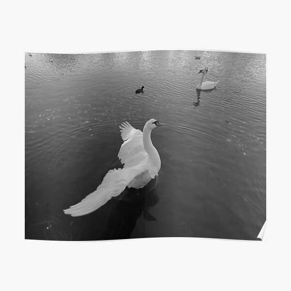 "Swan Angel 2 • Christianshavn 2022 • Black and White" Poster for Sale ...