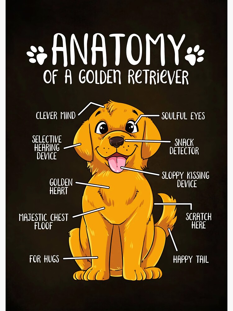"Anatomy Dog Golden Retriever" Sticker for Sale by Leonorousa | Redbubble