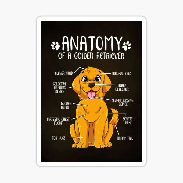 "Anatomy Dog Golden Retriever" Sticker for Sale by Leonorousa | Redbubble