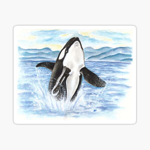 "Breaching Orca Whale Watercolor" Sticker by eveystudios | Redbubble