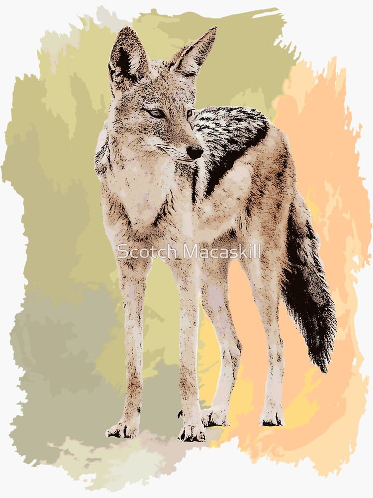 "Black-backed Jackal Watercolor Artwork for Jackal Fans" Sticker for ...
