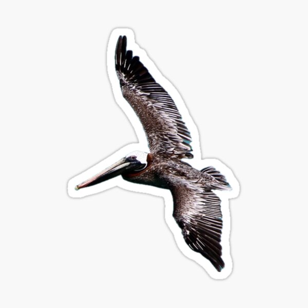 "Flying pelican" Sticker for Sale by Kawaii-Cuteness | Redbubble