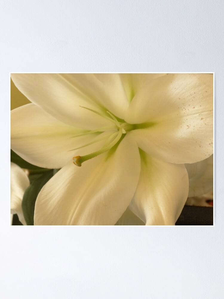 "Gentle " Poster by Manitarka | Redbubble