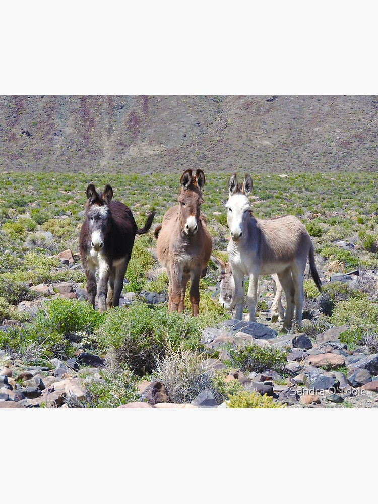 "Wild burros, donkeys, wildlife, Nevada, Treasures of Marietta" Sticker ...