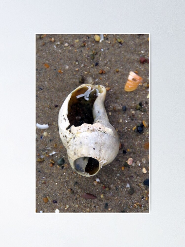 "shell" Poster for Sale by KathleenDawson | Redbubble