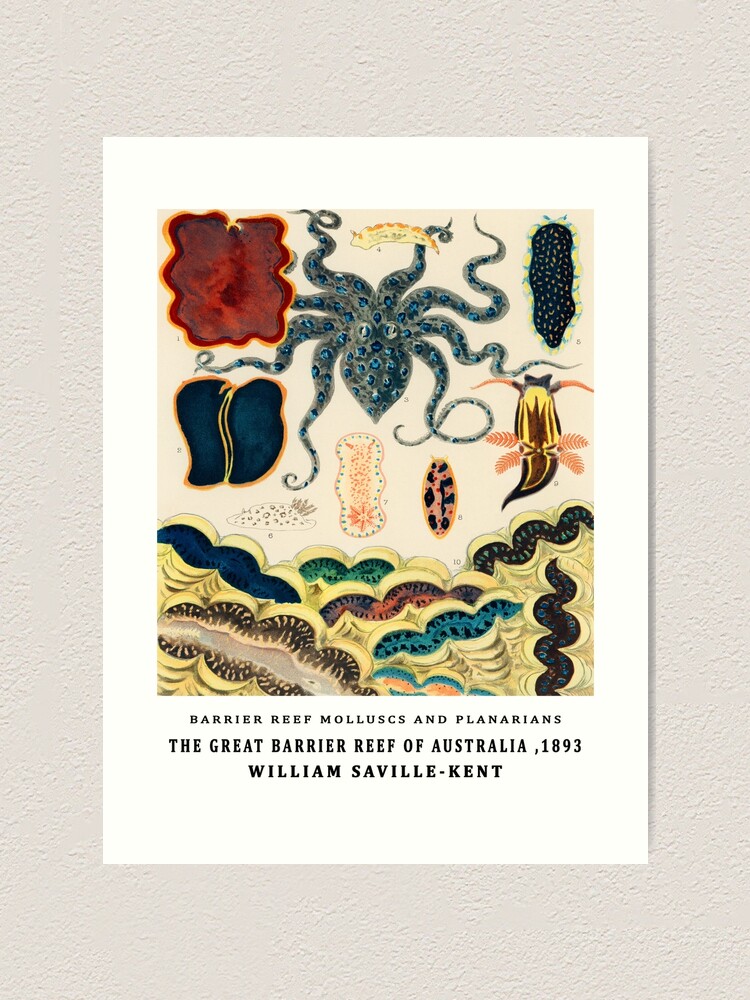 "Barrier Reef Molluscs and Planarians By William Saville Kent ,the ...