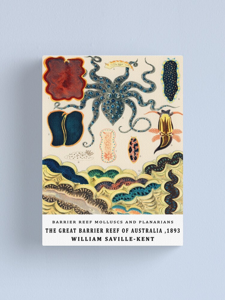 "Barrier Reef Molluscs and Planarians By William Saville Kent ,the ...