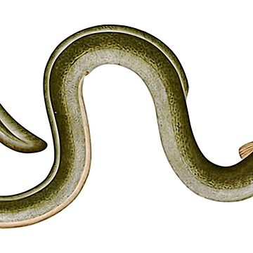 "Anguilla anguilla" Sticker for Sale by boogeyman | Redbubble