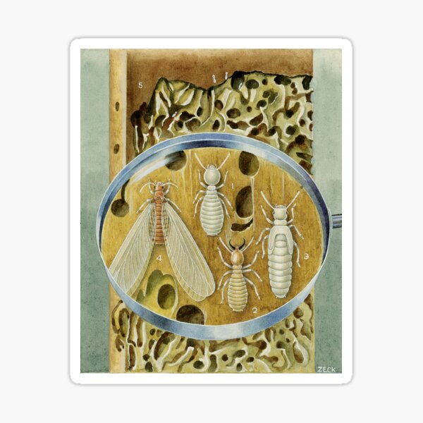 "Termites / White Ants" Sticker by BiosecurityColl | Redbubble