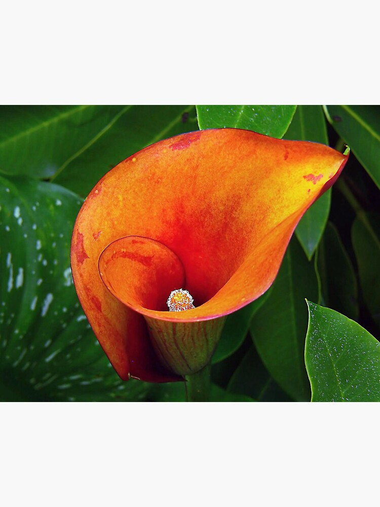"Tropical blood orange calla lily floral color photographic portrait ...