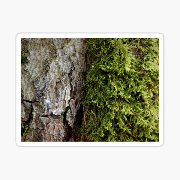 "Tree trunk with moss" Sticker for Sale by AdioraStore | Redbubble
