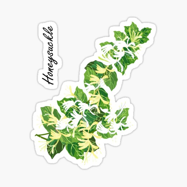 "honeysuckle lonicera japonica blossom flower with leaves" Sticker for ...