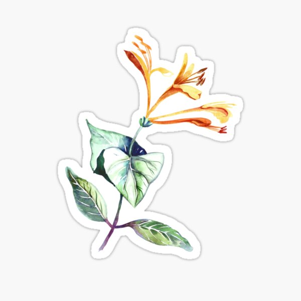 "honeysuckle lonicera japonica blossom flower with leaves" Sticker for ...