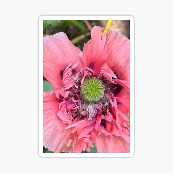 "Poppy" Sticker for Sale by Dlschnallsmith | Redbubble