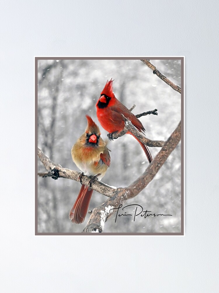 "Red Cardinal Birds on Snowy Day" Poster for Sale by FlowerPower4U ...