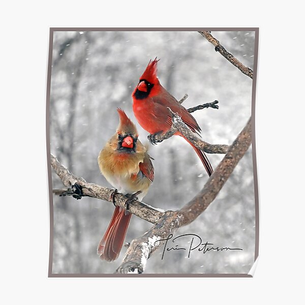 "Red Cardinal Birds on Snowy Day" Poster for Sale by FlowerPower4U ...