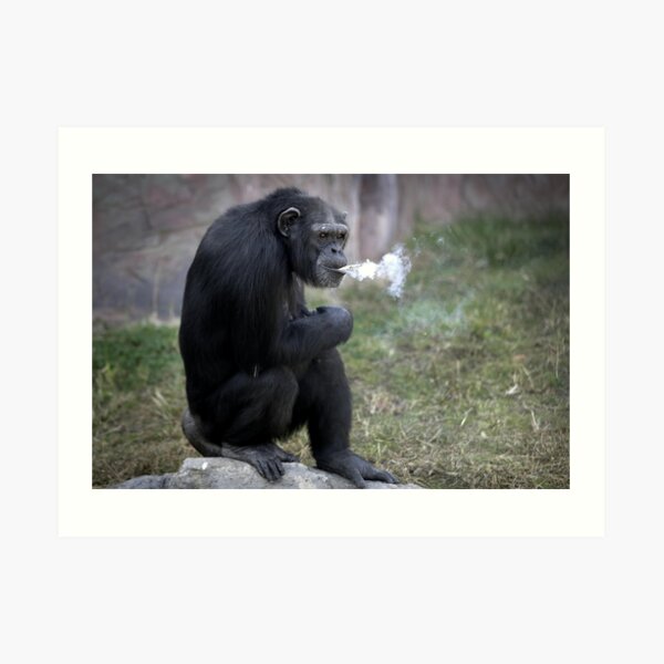 Monkey Smoking Cigarette Art Prints | Redbubble
