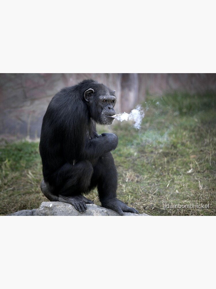 Lámina artística «mono fumando un ciggy» de adambombnickel | Redbubble