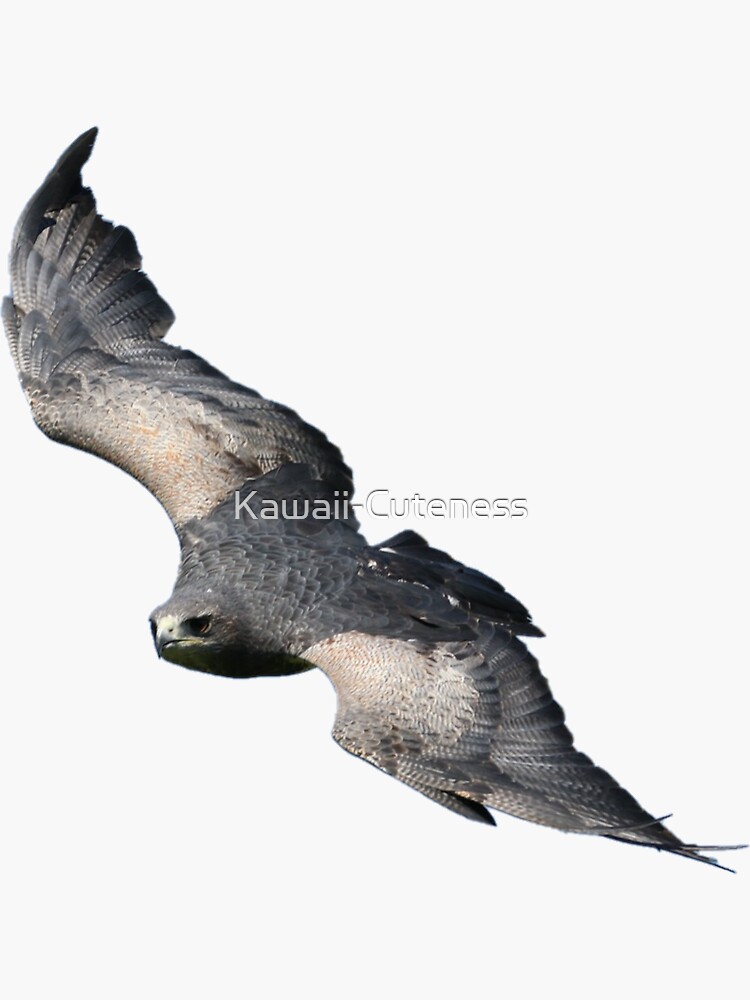 "Flying Grey Eagle" Sticker for Sale by Kawaii-Cuteness | Redbubble