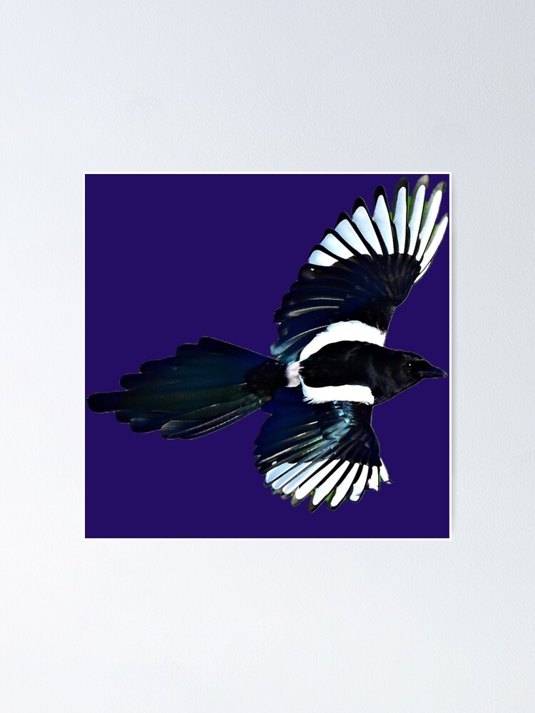 "Flying Magpie" Poster for Sale by Kawaii-Cuteness | Redbubble