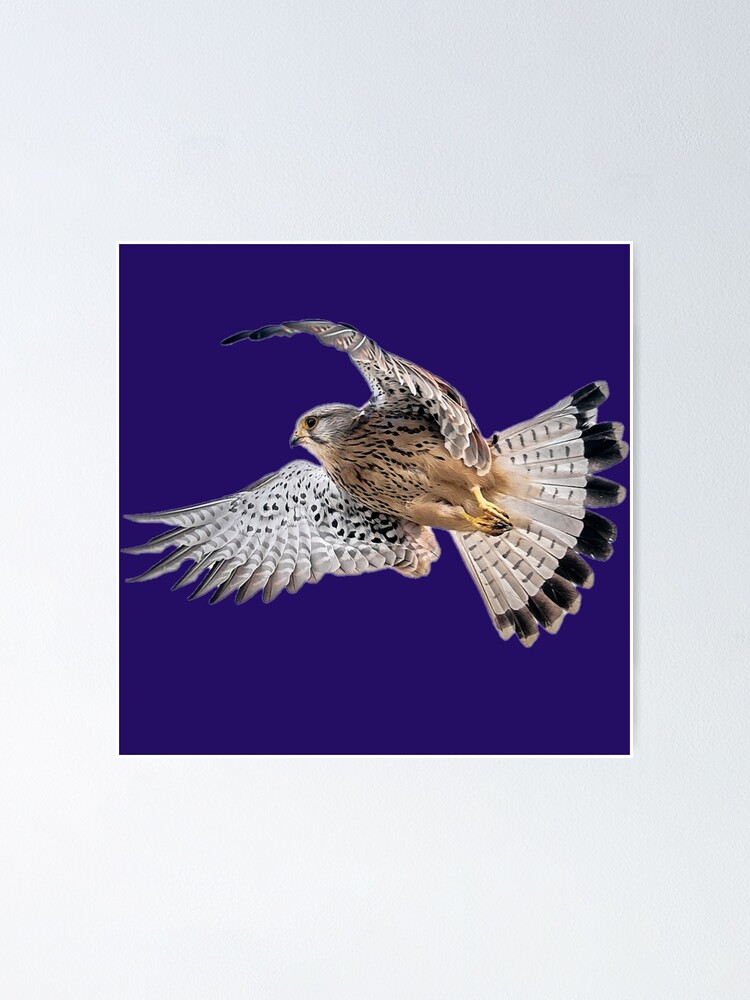 "Flying Falcon" Poster for Sale by Kawaii-Cuteness | Redbubble