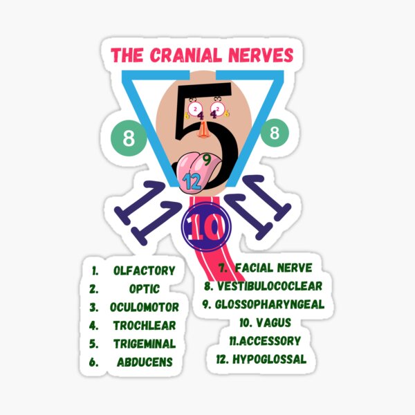 "The Cranial Nerves ] Nursing Student ] Medical Students" Sticker for ...