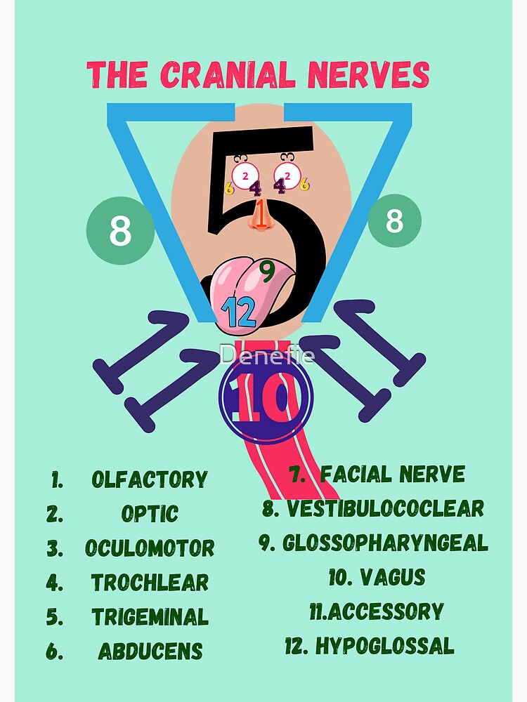 "The Cranial Nerves ] Nursing Student ] Medical Students" Spiral ...