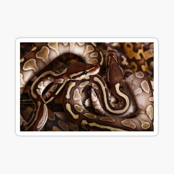 "snakes" Sticker for Sale by pawsandclaws | Redbubble