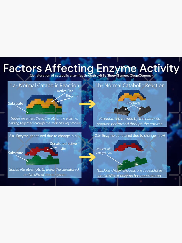 "Factors Affecting Enzyme Activity: Catabolic/Ph" Sticker for Sale by ...