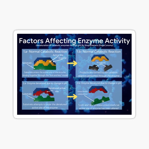"Factors Affecting Enzyme Activity: Catabolic/Ph" Sticker for Sale by ...