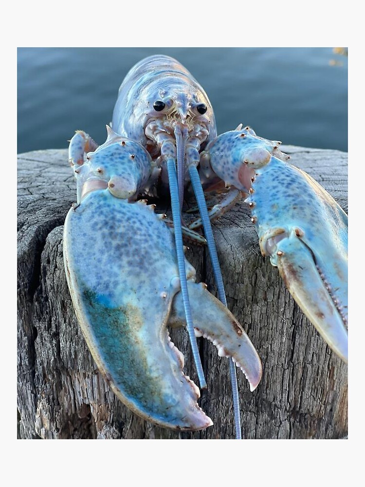 "Blue Lobster Meme" Sticker for Sale by HeartJGold | Redbubble