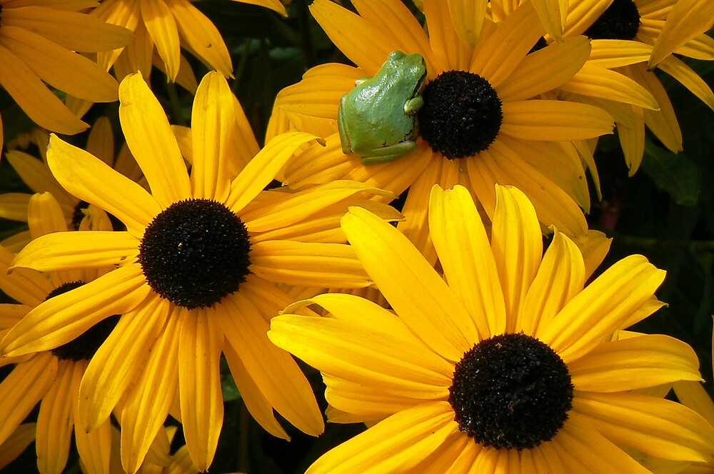 "A FROG SUNBATHING ON SUNFLOWERS" by MsLiz | Redbubble