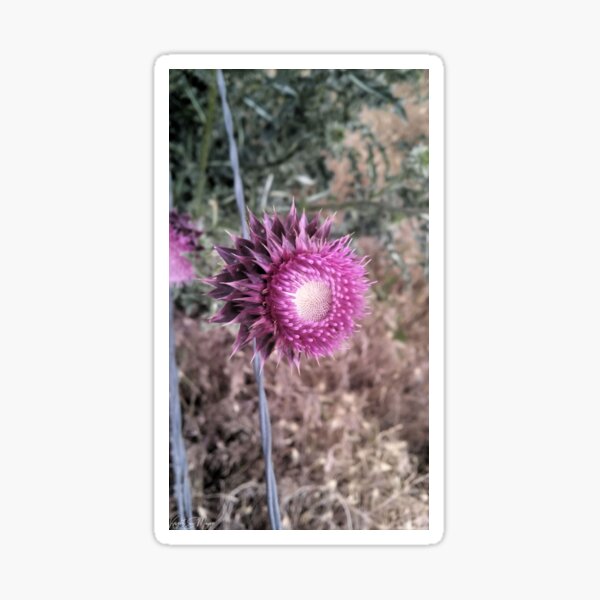 "Thistle Wire" Sticker for Sale by OnigiriSuiko | Redbubble