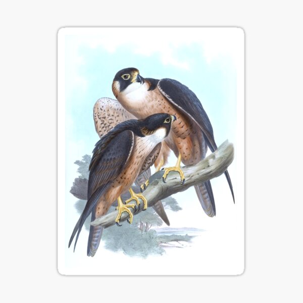 "Shaheen Falcon, 1800s Vintage Bird Art by John Gould and H. C. Richter ...