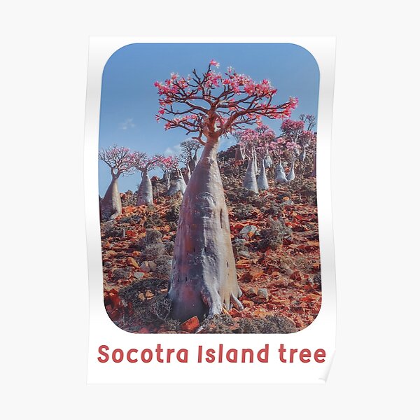 "Socotra Island tree" Poster for Sale by najeebalkhalidy | Redbubble