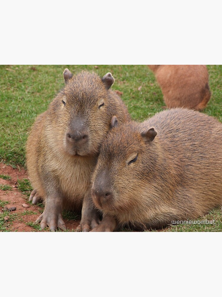 "Capybara Love" Poster for Sale by wenniewombat | Redbubble