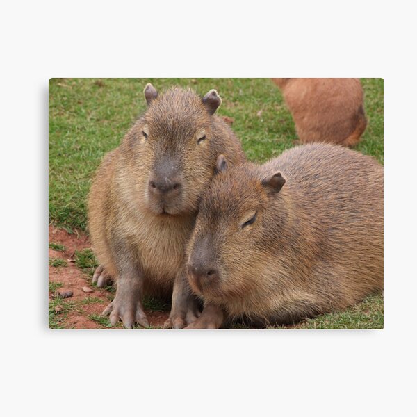 "Capybara Love" Canvas Print by wenniewombat | Redbubble