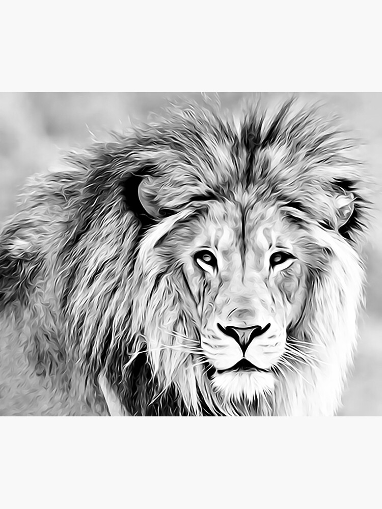 Póster «El león, rey de la jungla - Arte de vida silvestre en blanco y ...