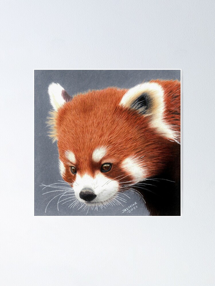 "A Red Panda Cub - Colored Pencil Drawing" Poster for Sale by ...
