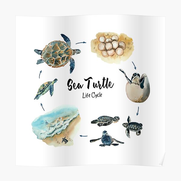"Life Cycle of a Sea Turtle Design" Poster for Sale by Mterry1202 ...