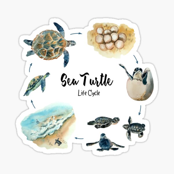 "Life Cycle of a Sea Turtle Design" Sticker for Sale by Mterry1202 ...