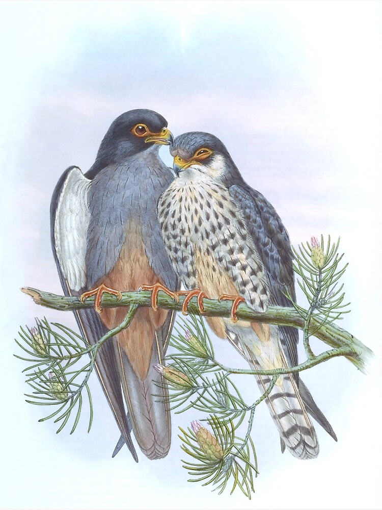 "Amur Falcon, 1800s Vintage Bird Art by John Gould and William Hart ...